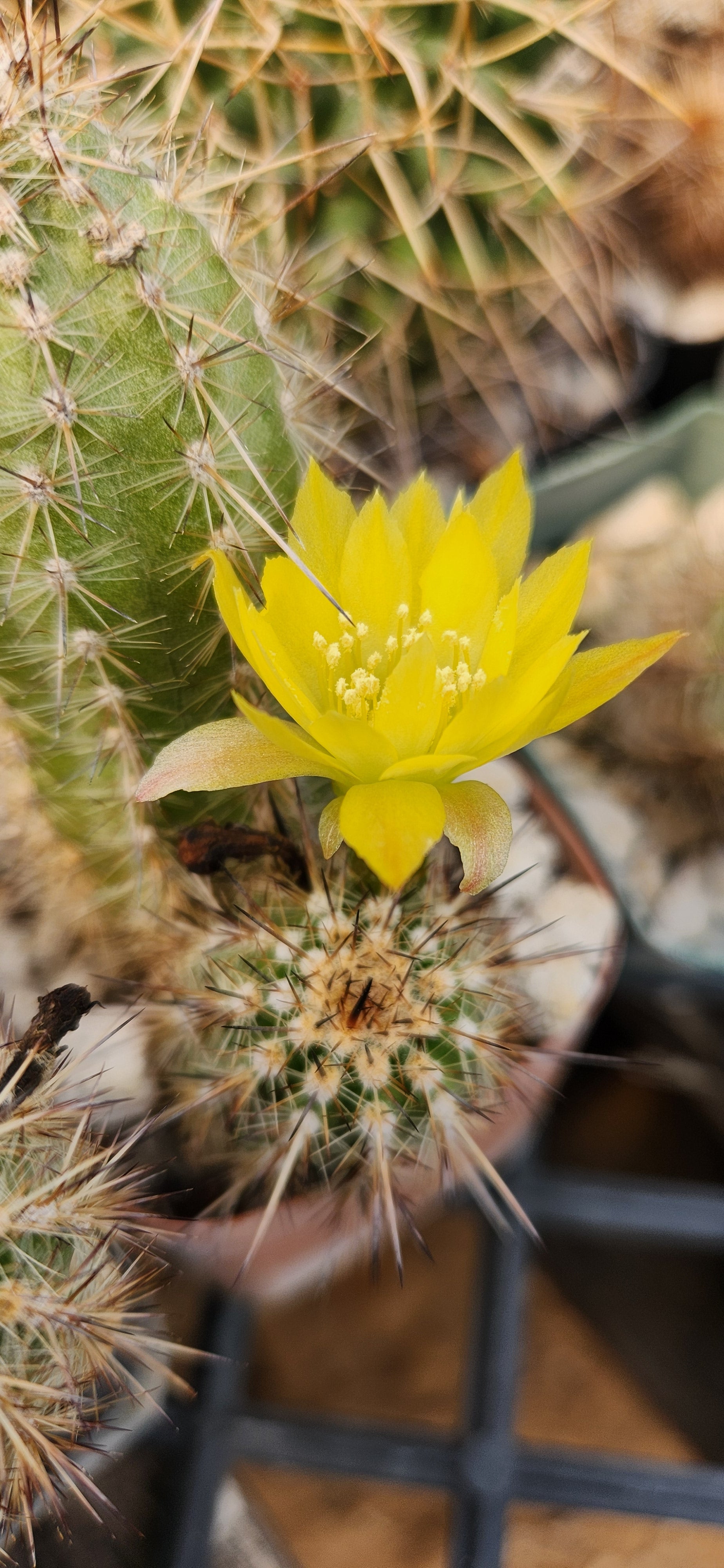 Mila Nealeana Seeds for Sale | Rare Cactus Seeds at Arid Origins