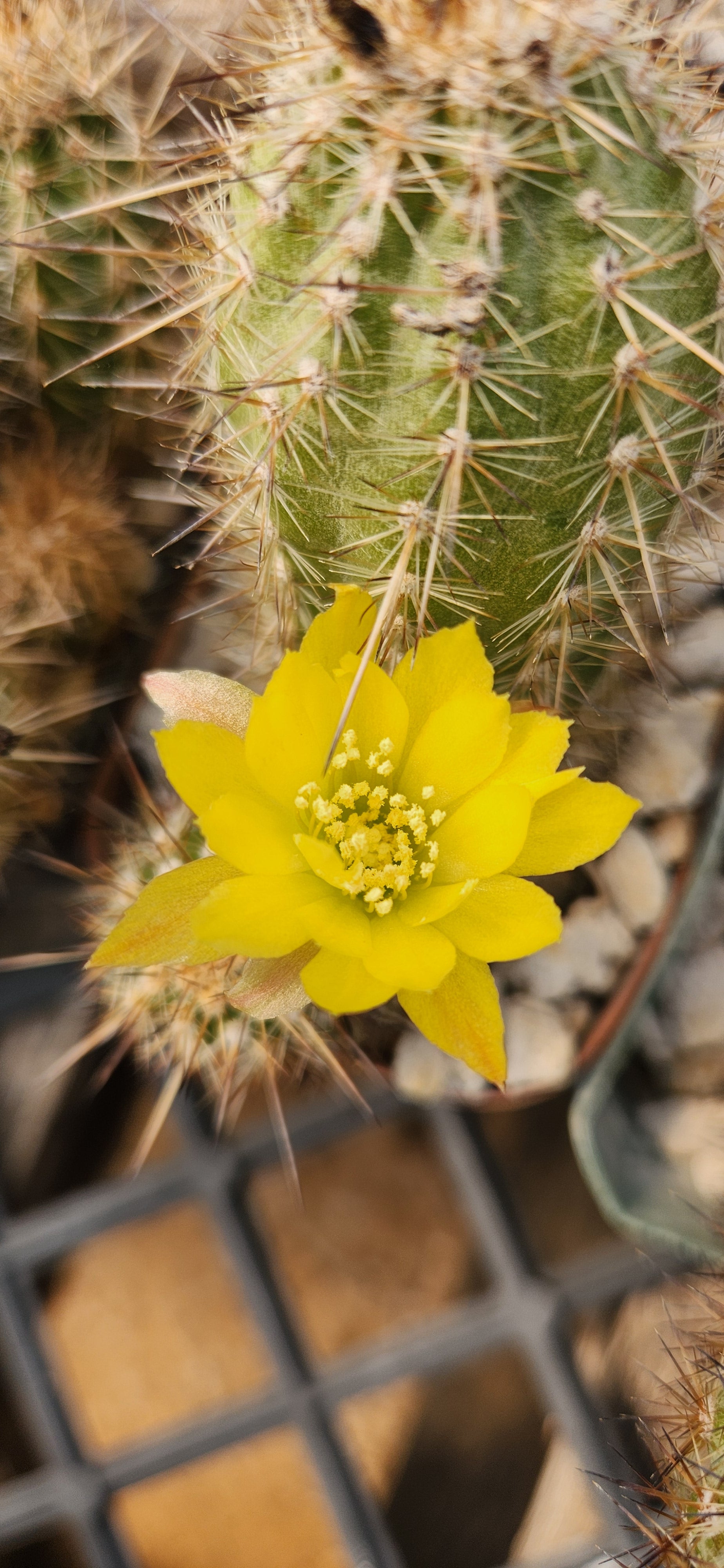 Mila Caespitosa Seeds for Sale | Rare Cactus Seeds at Arid Origins