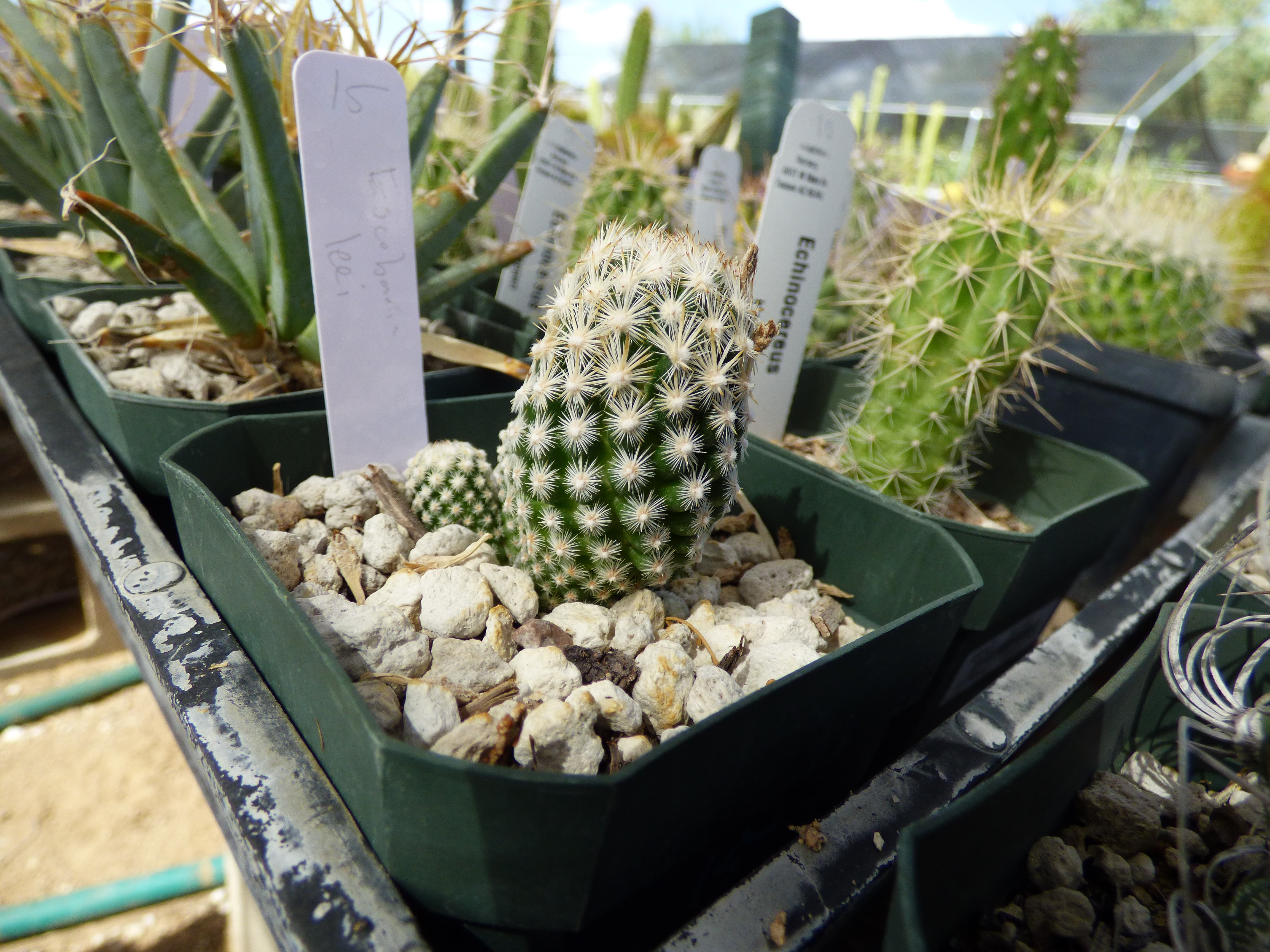 Escobaria leei Plant – Arid Origins