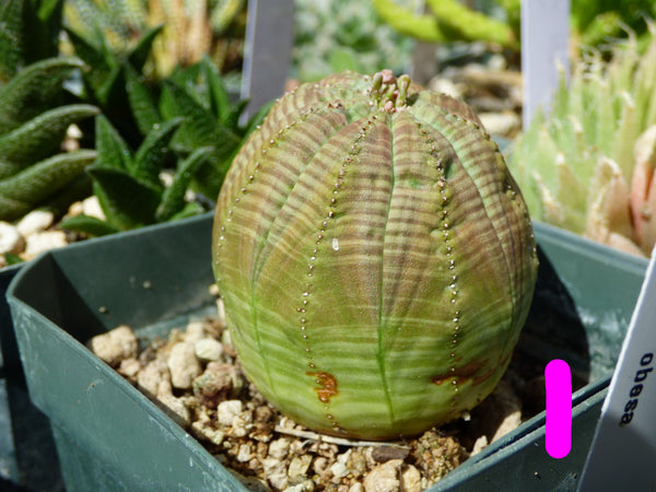 Euphorbia obesa Plant – Arid Origins