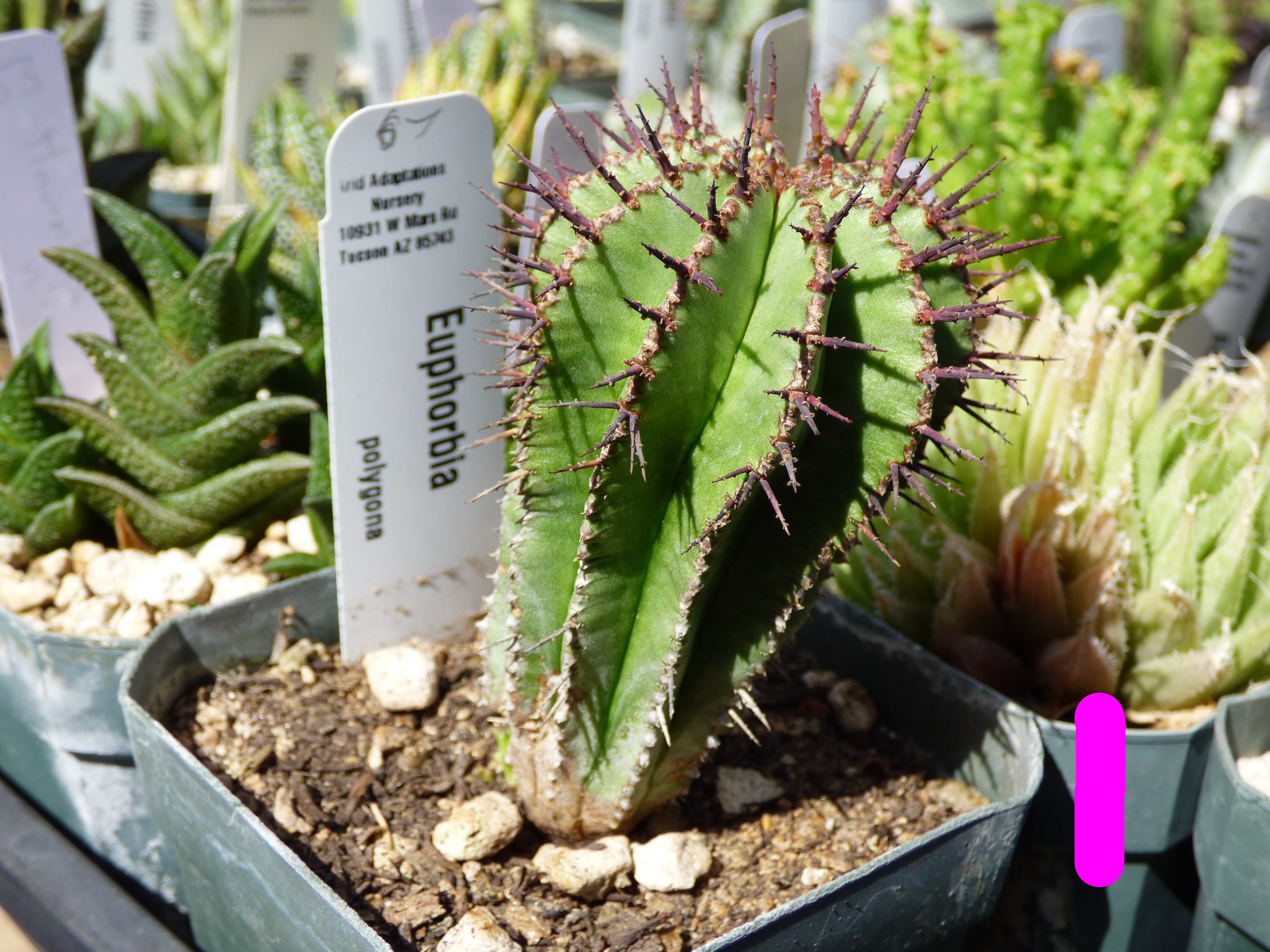 Euphorbia polygona Plant – Arid Origins